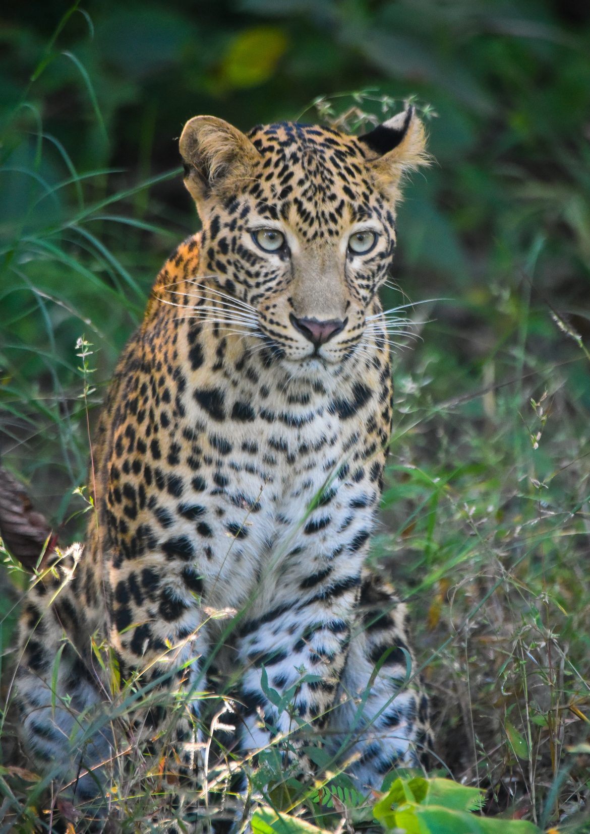International Leopard Day 2023 - The Live Nagpur
