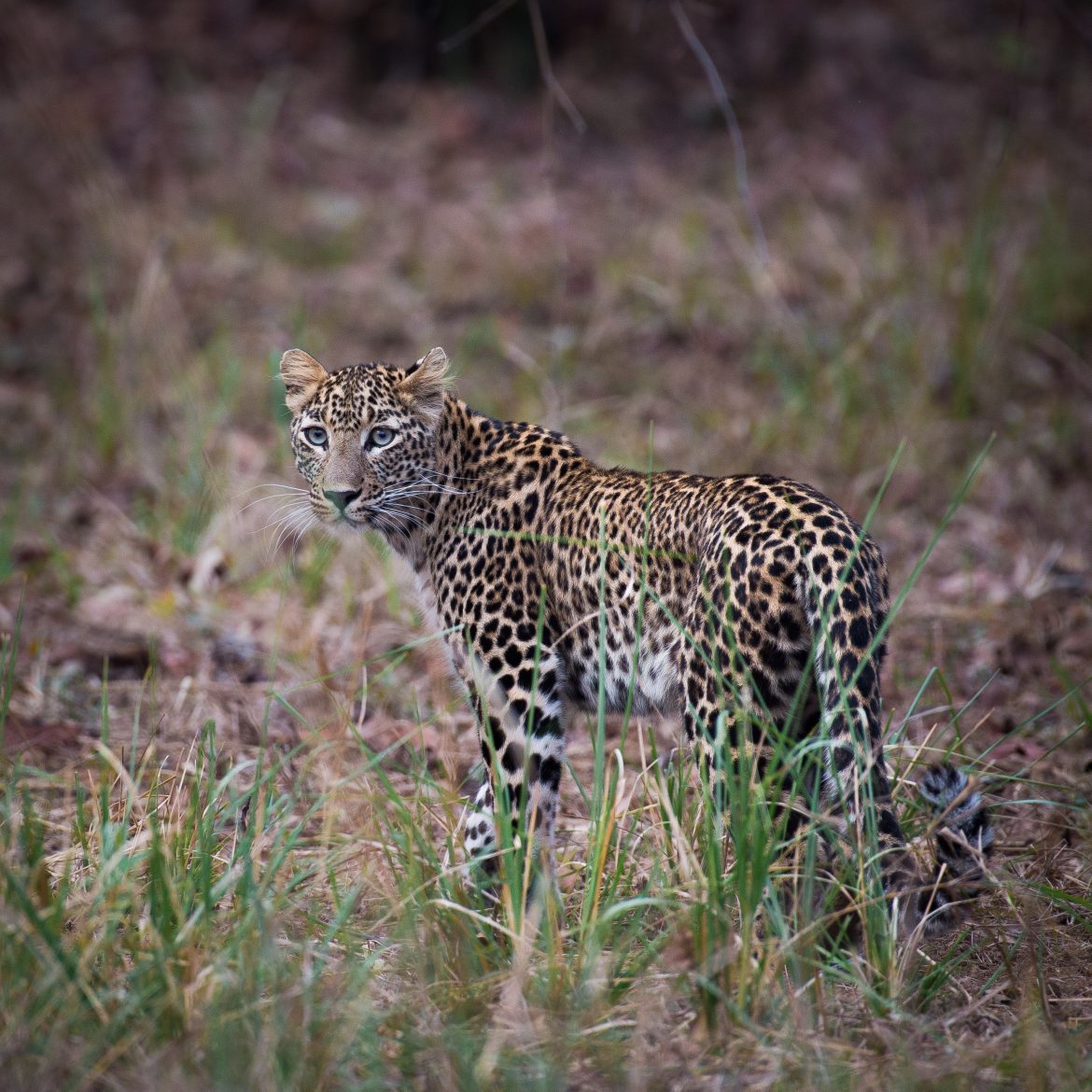 International Leopard Day 2023 - The Live Nagpur