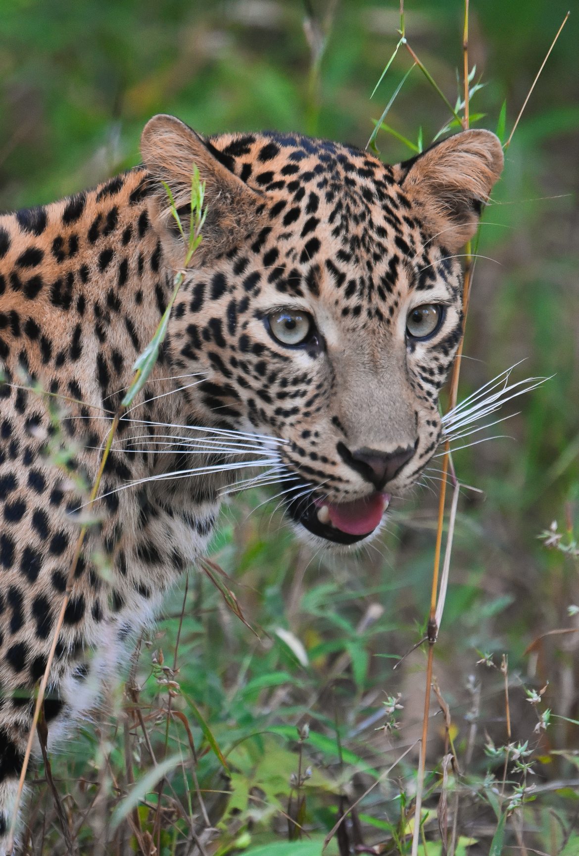 International Leopard Day 2023 - The Live Nagpur